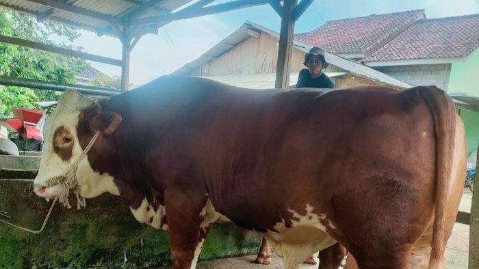 Boboho Sapi Kurban dari Presiden Prabowo Untuk Warga Mesuji Makmur OKI ...