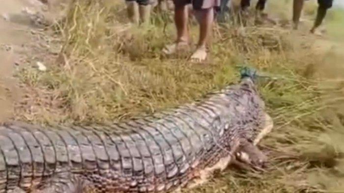 Buaya Senyulong Sepanjang 4,5 Meter Diamankan Warga, Masuk Areal ...
