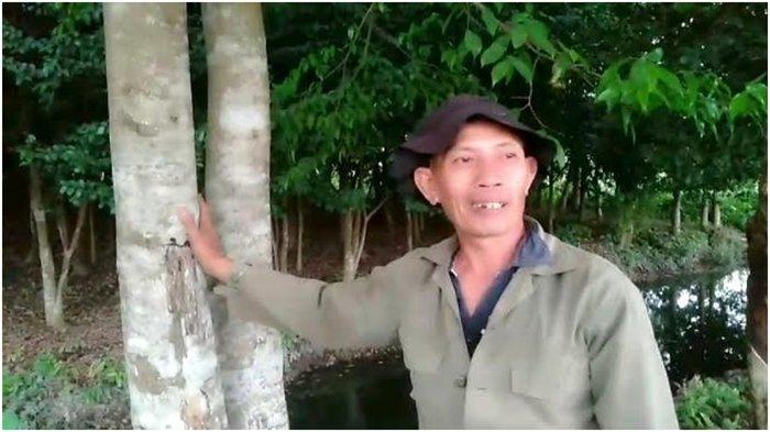 Cerita Sopian Petani Gaharu Banyuasin, Punya Pelanggan Mantan Gubernur ...