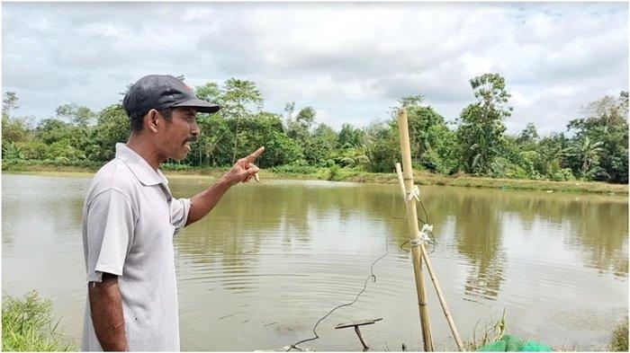 Sungai Deras Desa Padurasaksa Musi Rawas Jadi Sarang Buaya, Dulu Tempat ...