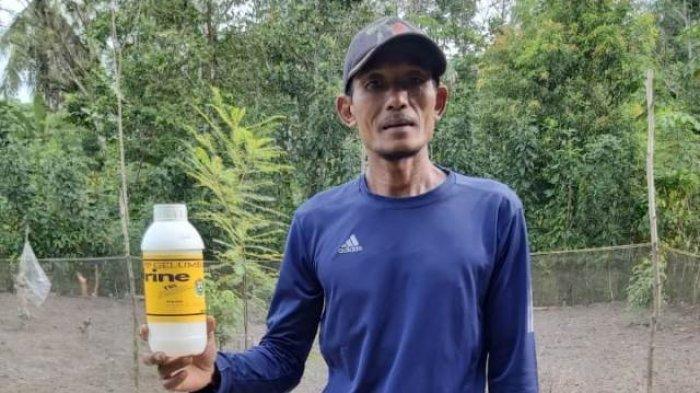 Bio Urine Sapi, Pupuk Murah Alami dan Ramah Lingkungan - Tribunsumsel.com