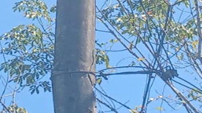 Penyebab Listrik Padam 9 Jam di 7 Kecamatan di Muara Dua, Tiang Jaringan Tertimpa Pohon Roboh ...