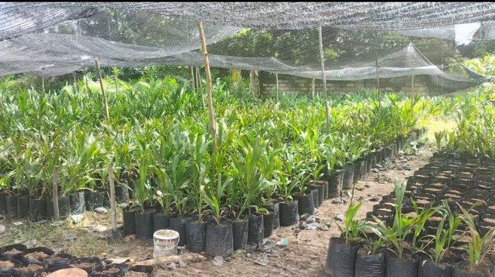 Tips Penyemaian Bibit Sawit yang Benar, Lewat Proses 12–14 Bulan Sampai ...