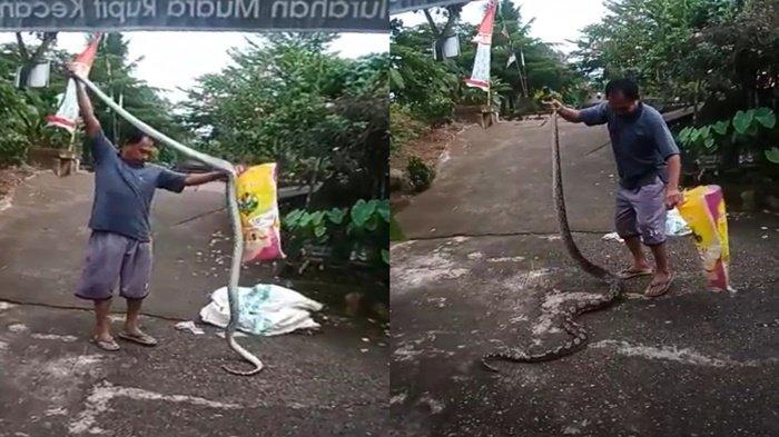 Tangkap Ular Piton Kesebelas, Yasmin Warga Muratara Resah Diteror Piton ...