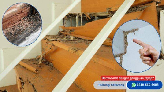 Waspada! Indonesia Surga Bagi Hama Rayap - Tribunsumsel.com