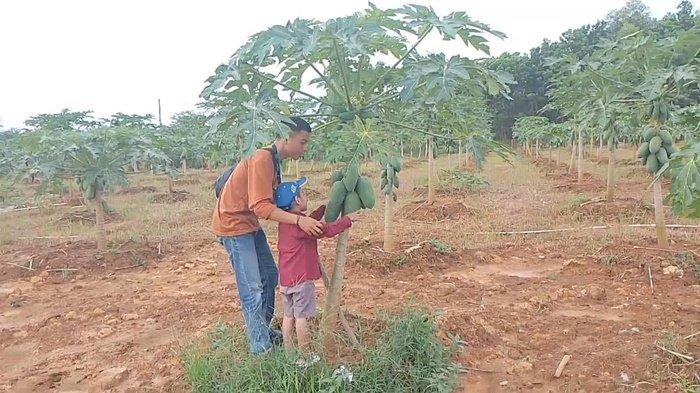 Wisata Kebun Pepaya di Tanah Mas Banyuasin, Gratis Biaya Masuk, Bisa ...