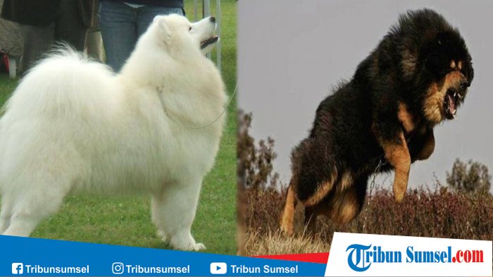 Wow! Ini 7 Jenis Anjing Termahal Di Dunia, Nomor 1 Bisa Beli Rumah Tipe ...