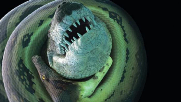 Ular Piton Gigit Kepala Pria Ini Usai Mulut Ular Ditiup-tiup, Terlanjur ...