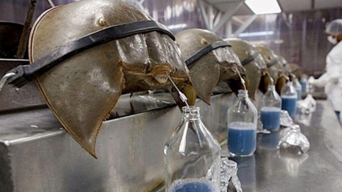 Belangkas, Hewan Purba Berdarah Biru - Tribunsumsel.com