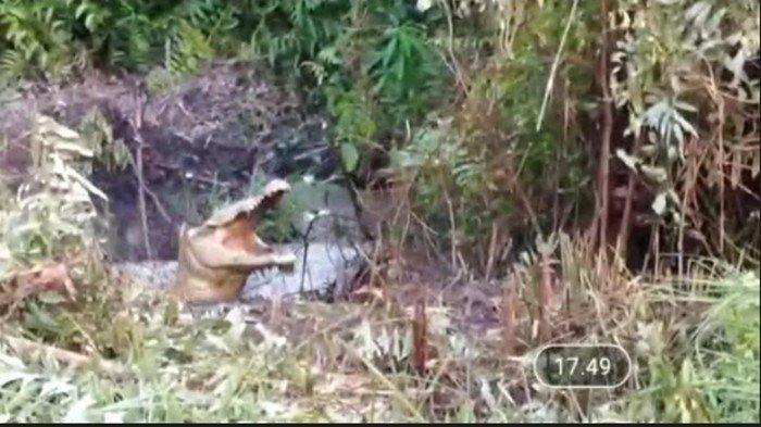 Buaya 3 Meter Masuk ke Aliran Pengairan Sawah di Pulau Rimau Banyuasin ...