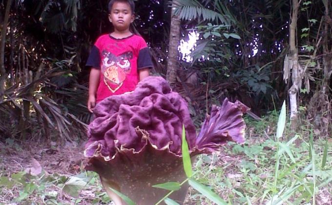 Bau Busuk itu Ternyata Bunga Bangkai - Tribunsumsel.com