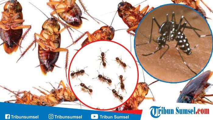 Cara Mengusir Semut, Nyamuk, Kecoa, Lalat, Laron, Tomcat dengan Bahan ...