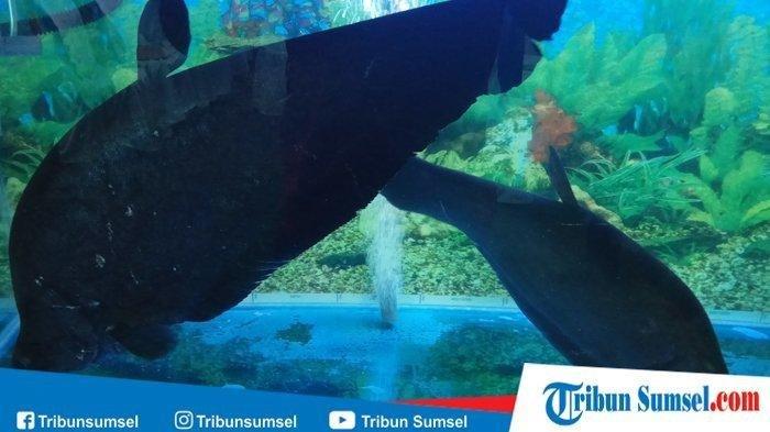 Daftar Terbaru Jenis Ikan Dilindungi, Kepmen Kelautan dan Perikanan 1 ...