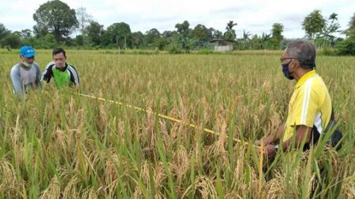 Dari Hasil Ubinan, Perkiraan Produksi Tanaman Padi Petani di Muratara ...