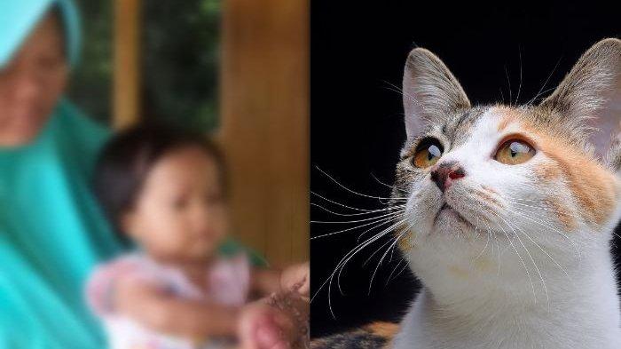 Gegara Digigit Kutu Kucing, Jari Balita Berusia 11 Bulan Kini Bengkak ...