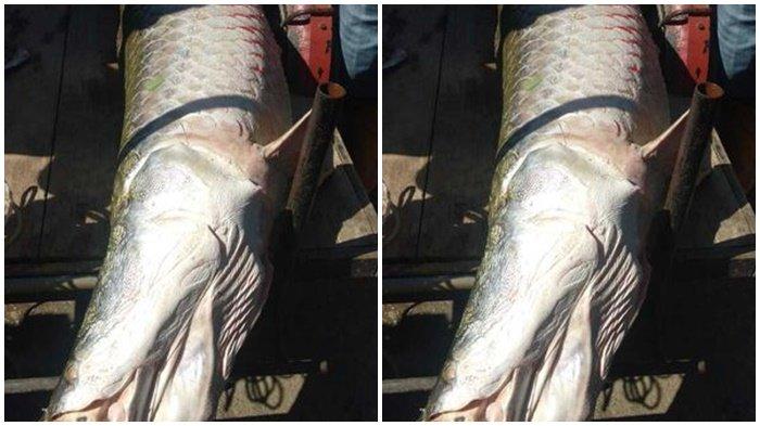 FAKTA Gegernya Ikan Raksasa 1 Meter Muncul di Selokan Lhokseumawe ...