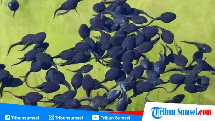 Biasanya Kecil-kecil Ternyata Ada Kecebong yang Berukuran Jumbo Bahkan ...