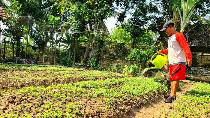 Manfaatkan Pekarangan Rumah Jadi Cuan, Warga OKU Timur Bisa Raih Jutaan Rupiah Dari Menanam ...