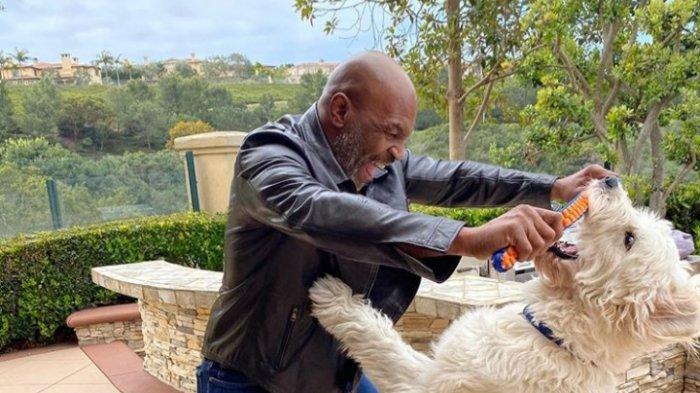 Cerita Jeff Fenech Akan Kekejaman Mike Tyson, Pernah Dimasukkan ke ...