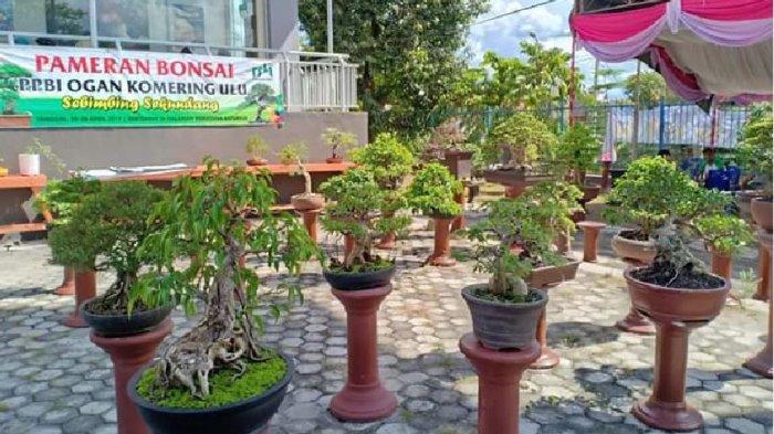 Pameran 250 Jenis Bonsai di Halaman Ramayana Baturaja, Rencananya ...