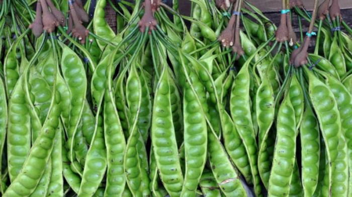 Tidak Disangka Harga Petai di Kawasan Ini Selangit, Ternyata Ini ...