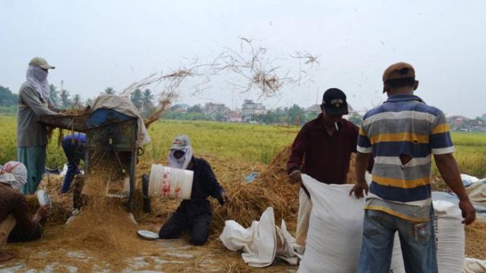 Wacana Impor Beras 1 Juta Ton Saat Panen Raya di OKU Timur Bikin Petani ...