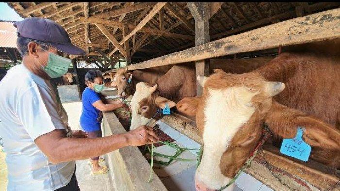 Kisah Peternak Sapi Naik Kelas, Dari Omset Ratusan Juta Menjadi ...