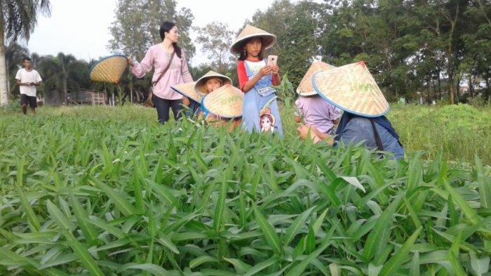 Tempat Wisata Baru di Pulau Semambu Indralaya, Belajar Tanam Sayur dan ...