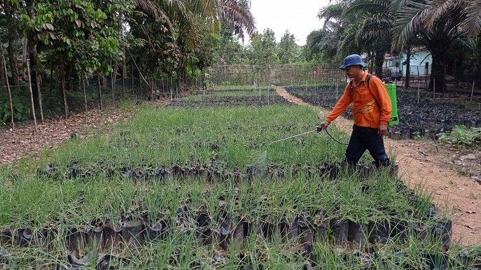 Petani Inovatif HUT Tribun Sumsel, Muhammad Sopli Bikin Pupuk Organik ...