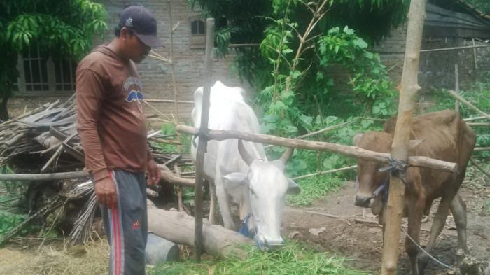 Kebun Sawit Jadi Padang Gembala Sapi - Tribunsumsel.com