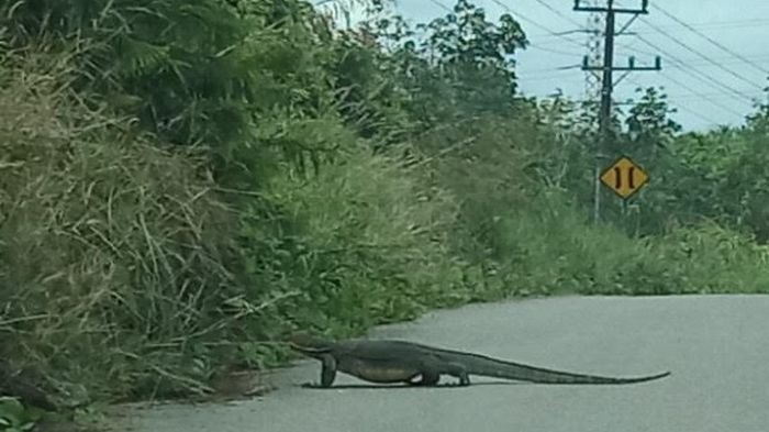 Jalanan di Lahat Ini Bahaya, Banyak Biawak Tiba-tiba Melintas dan ...