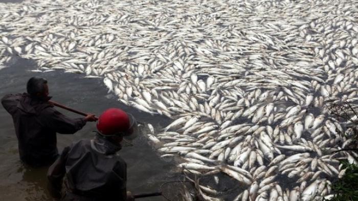 100 Ton Ikan Mati Mendadak - Tribunsumsel.com