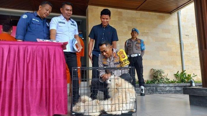 Siswa SMP di Bali Curi Uang Paman Rp127 Juta untuk Beli 23 Anjing Ras hingga Handphone ...