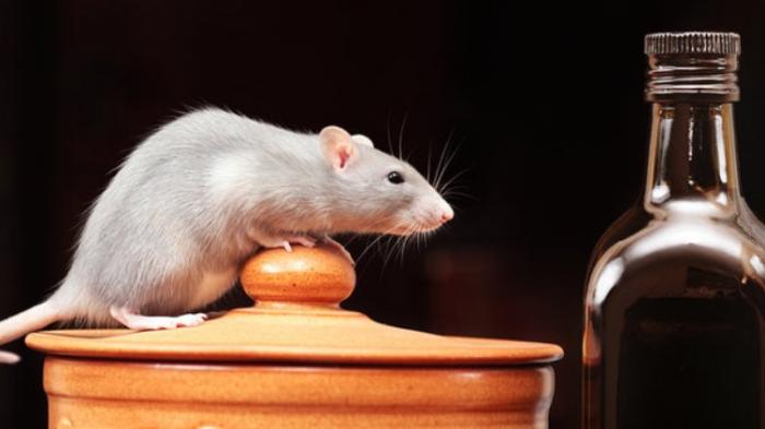 Ini Cara Agar Dapur Bebas dari Tikus - Tribunsumsel.com