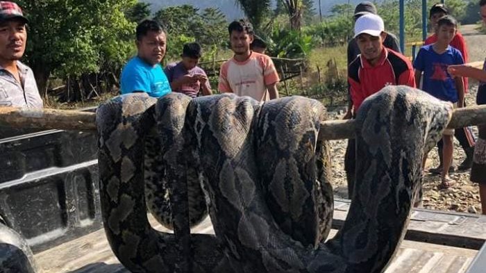 Penangkapan Ular Piton di Sulawesi, Ternyata Dagingnya Digemari dan ...