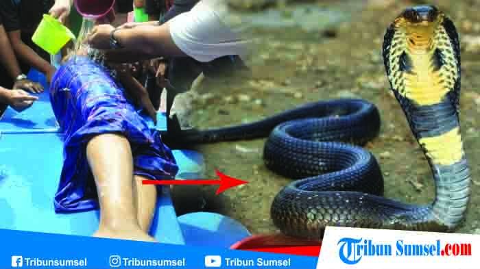 Kisah Pakar Ular Tewas Digigit Ular Pohon dari Afrika Selatan, Sempat ...