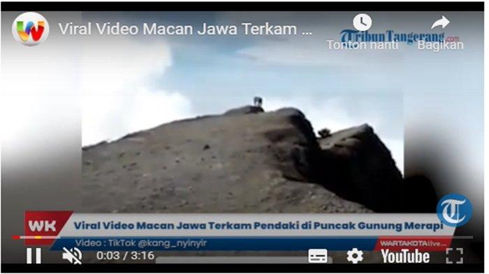 Viral Video Ada Pendaki yang Diterkam Macan Jawa Saat Mendaki Puncak ...