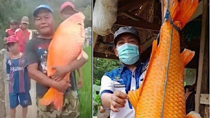 Ikan Mas Raksasa yang Sempat Viral Akhirnya Menemui Ajal : Dagingnya ...