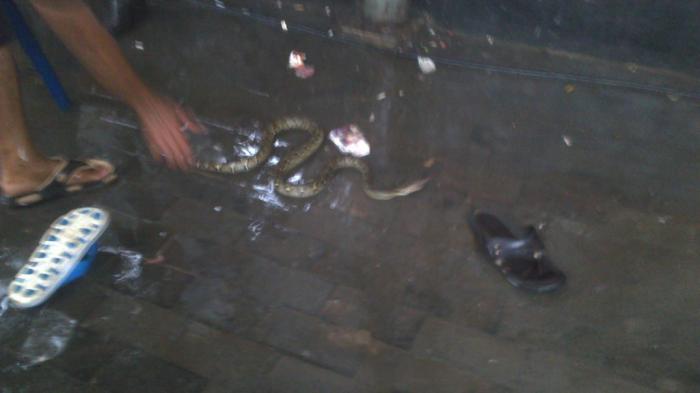 Lagi Asyik Makan, Para Perempuan Ini Ketakutan Ketika Muncul Ular ...