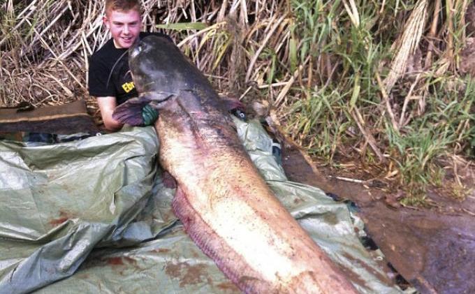 Anak ABG Berhasil Tangkap Ikan Lele Raksasa Seberat 94 Kg ...