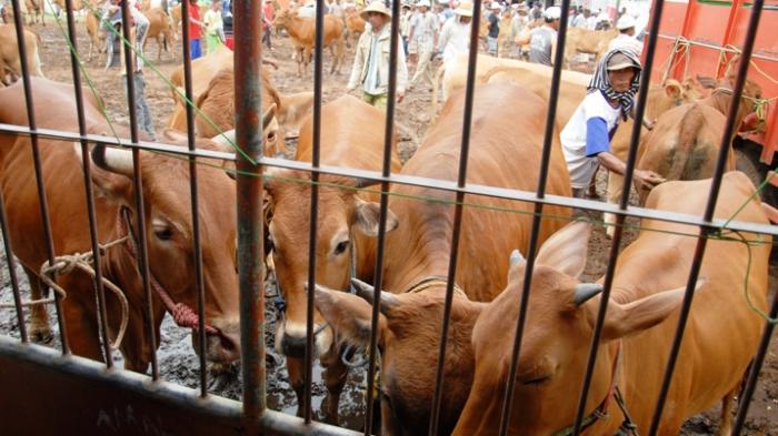 Kejati Lelang Ulang 750 Ekor Sapi Hasil Sitaan - Surya.co.id