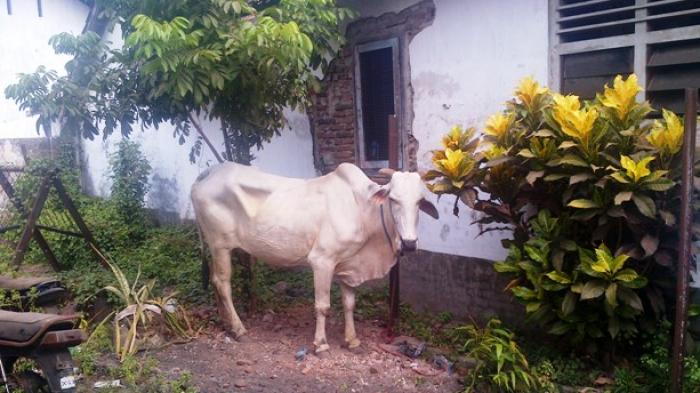 Jagal Sapi Itu Diduga Menjadi Penadah Sapi Curian - Surya.co.id