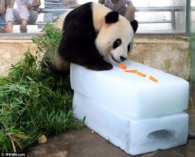 Kepanasan, Panda Peluk Balok Es - Surya.co.id