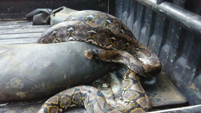 3 Penemuan Ular Piton Raksasa di Tahun 2018, Ada yang Berekelahi dengan ...