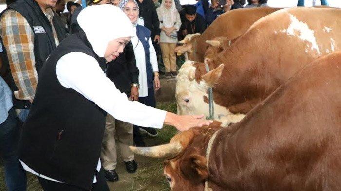 Berkat Teknologi Artificial Insemination, Populasi Sapi di Jatim ...