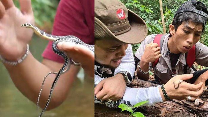 BAHAYA Bayi Ular King Kobra yang Patuk Alprih Priyono Eks Asisten Panji ...