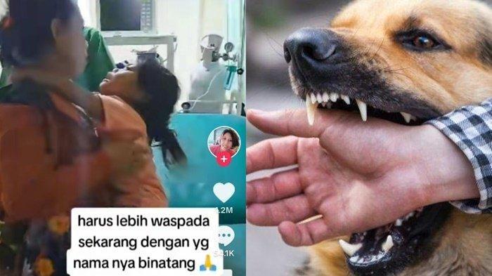BUNTUT Viral Bocah Meninggal Dunia Usai Digigit Anjing, DKI Jakarta Waspadai Risiko Kasus Rabies ...
