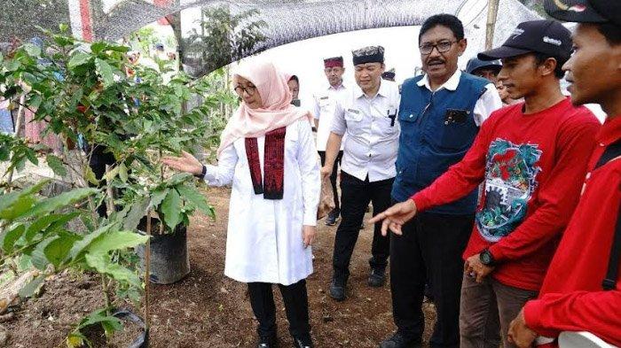Bunga Desa di Kaki Gunung Raung Banyuwangi, Optimalkan Pertanian Hingga ...