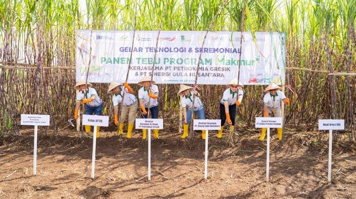 Sinergi BUMN, Petrokimia Gresik Kolaborasi Program Makmur Tingkatkan Produksi Tebu - Surya.co.id