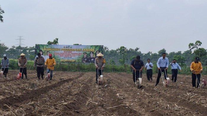 Program Tanam Jagung Dimulai, Dukung Swasembada Pangan Nasional di Kabupaten Kediri - Surya.co.id